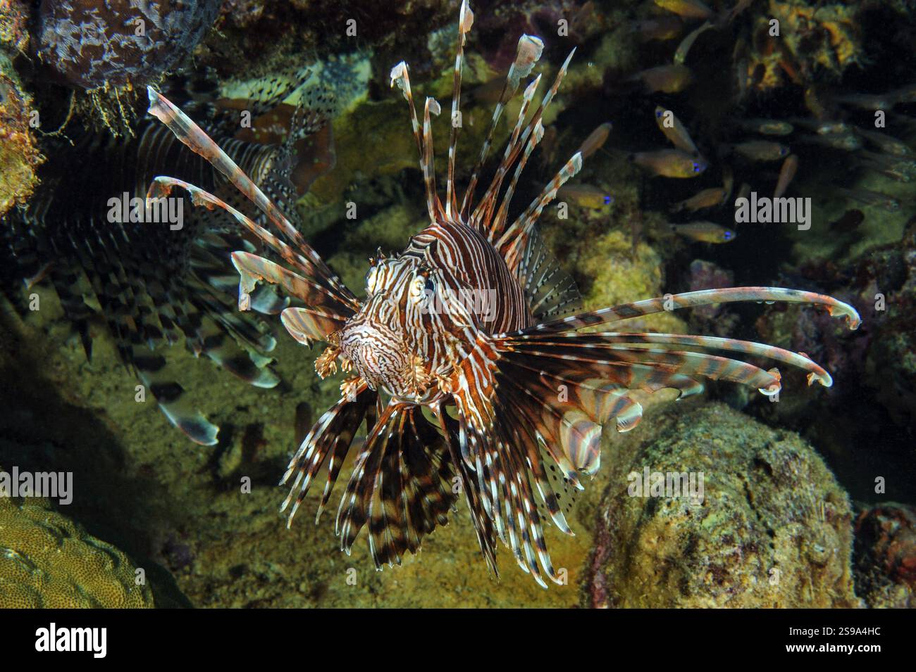 Pacific red lionfish (Pterois volitans) with spread fins poisonous ...