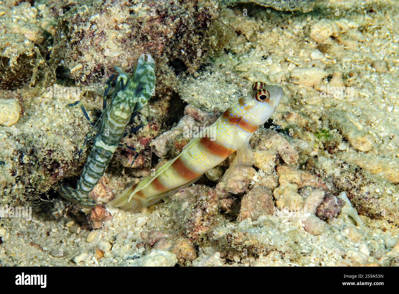 Symbiosis symbiotic behaviour of masked goby (Amblyeleotris ...