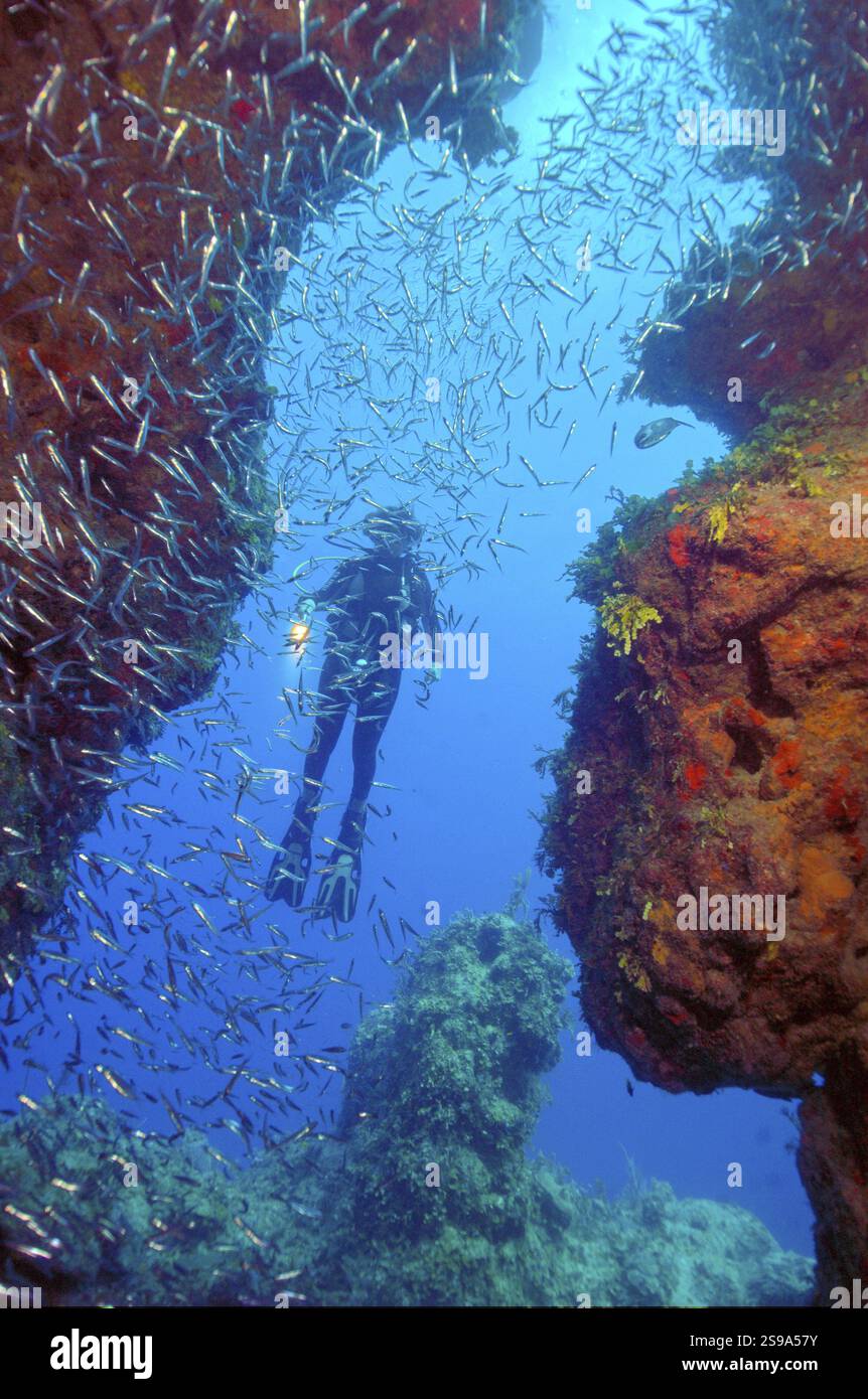 Shoal of spikefish (Atherinomorus stipes) in front of column canyon of ...