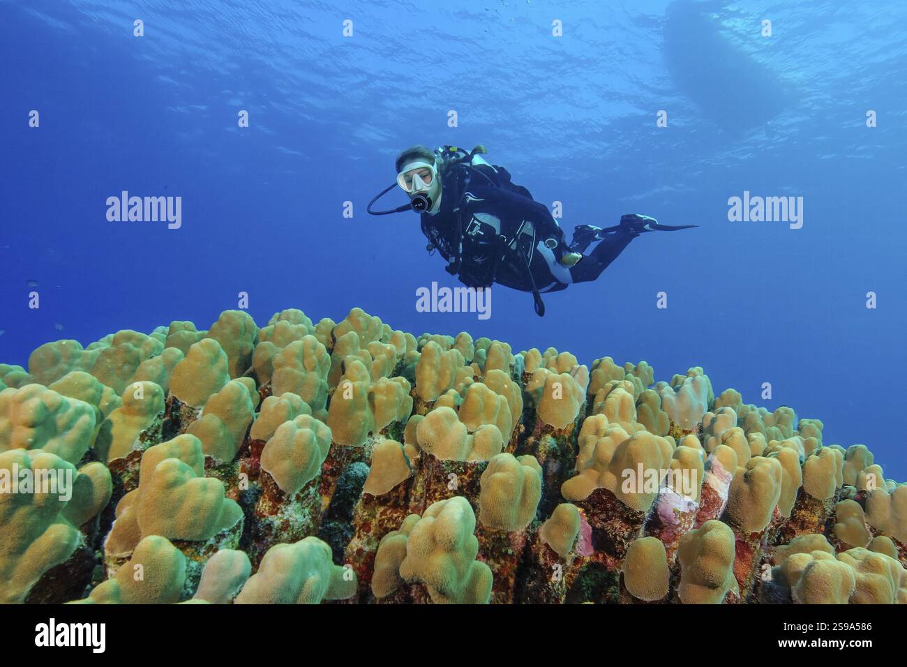 Diver floating over a large colony of dome coral (Porites nodifera ...