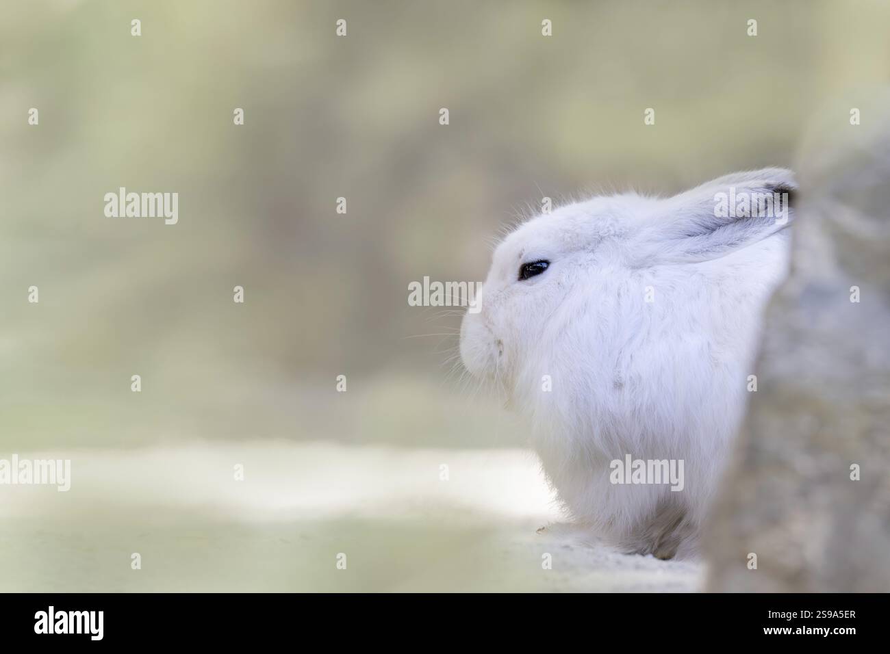 Mountain hare (Lepus timidus), in winter coat, hiding behind a stone ...