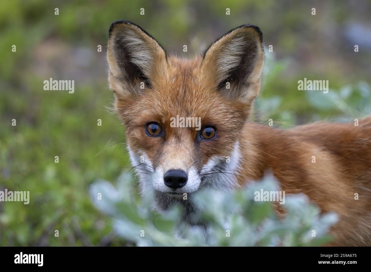 Red fox (Vulpes vulpes), Varanger Peninsula, Finnmark, Norway, Europe ...