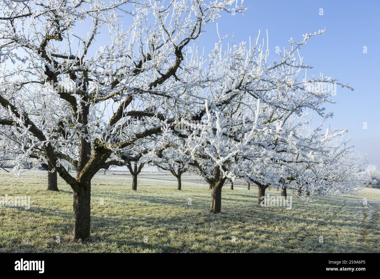 Fields covered with fruit trees in a frosty winter landscape under a ...