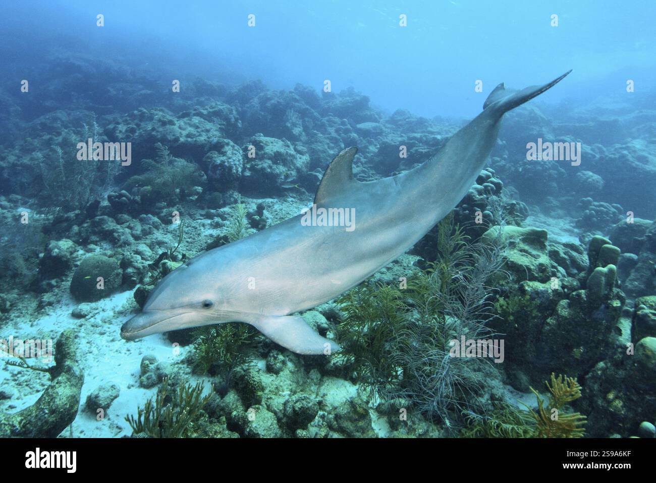 Underwater photo of Bottlenose dolphin (Tursiops truncatus) Dolphin swimming over coral reef ...
