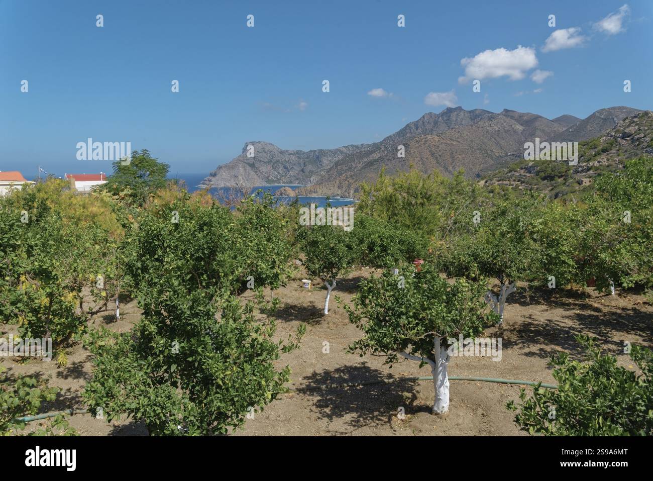 A Mediterranean orchard with pomegranate trees and a view of the sea ...