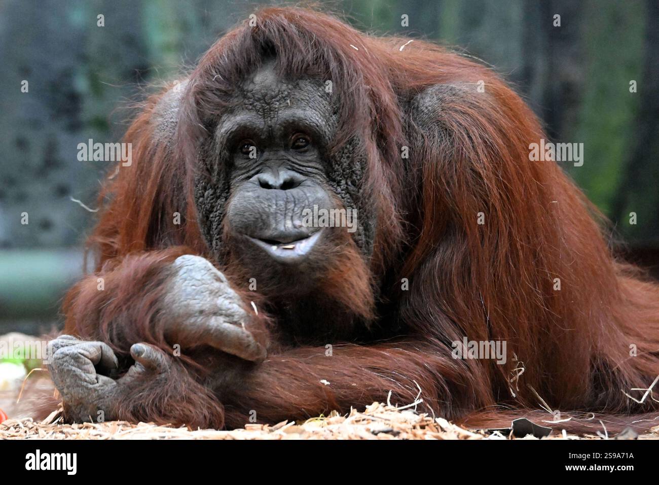 January 25, 2025, Dvur Kralove Nad Labem, Czech Republic: Female ...