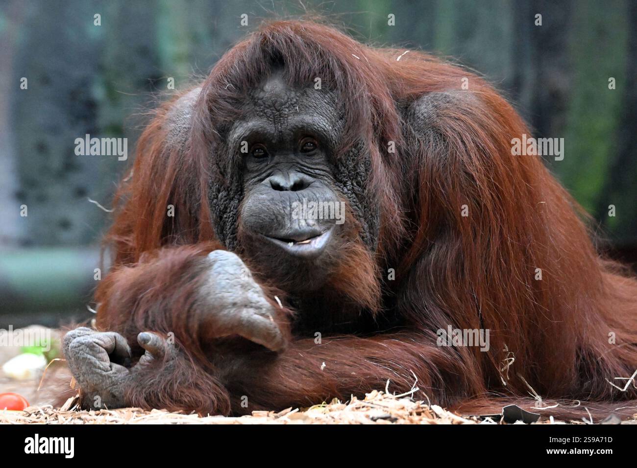 January 25, 2025, Dvur Kralove Nad Labem, Czech Republic: Female ...
