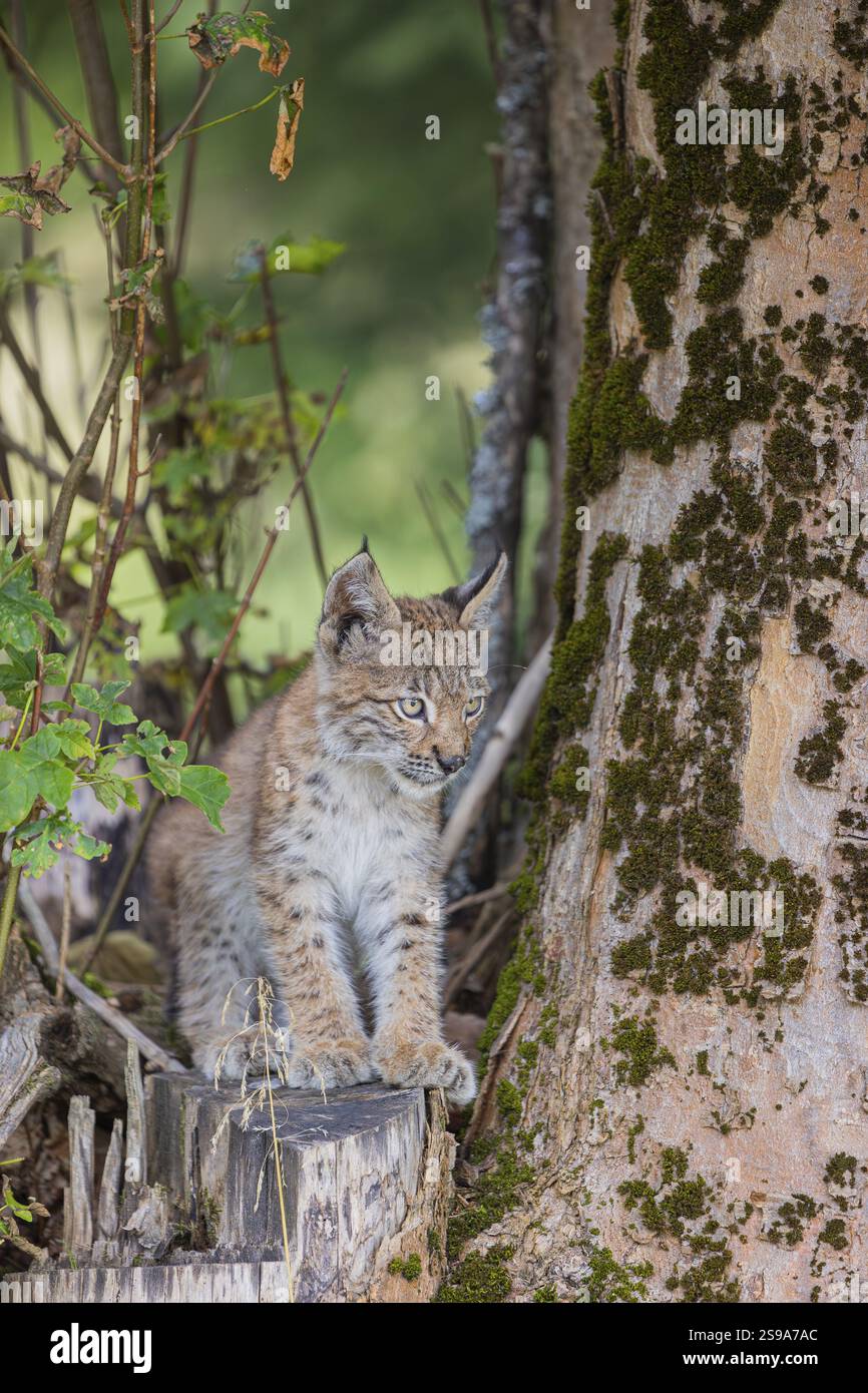 One young (10 weeks old) male Eurasian lynx, (Lynx lynx), resting in a ...