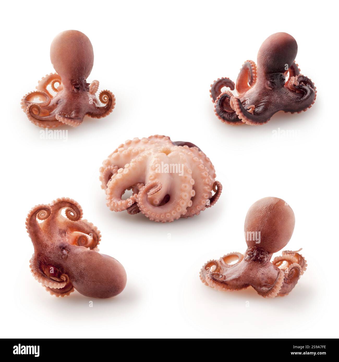 Delicious set of cooked baby octopus, seafood for real gourmet ...