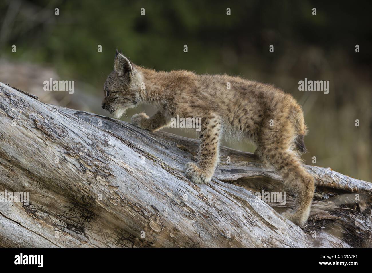 One young (10 weeks old) male Eurasian lynx, (Lynx lynx), walking over ...
