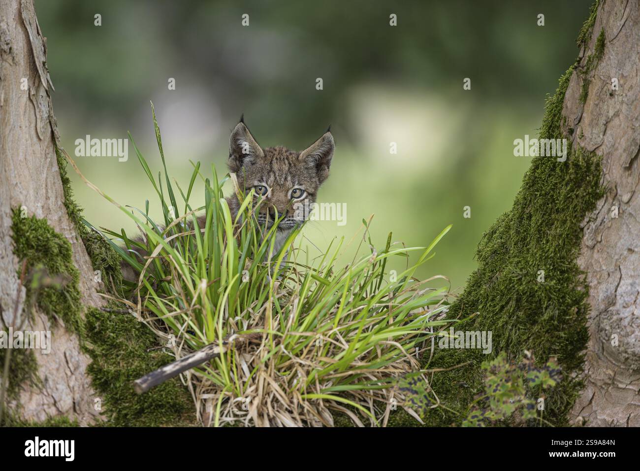 One young (10 weeks old) male Eurasian lynx, (Lynx lynx), resting and ...