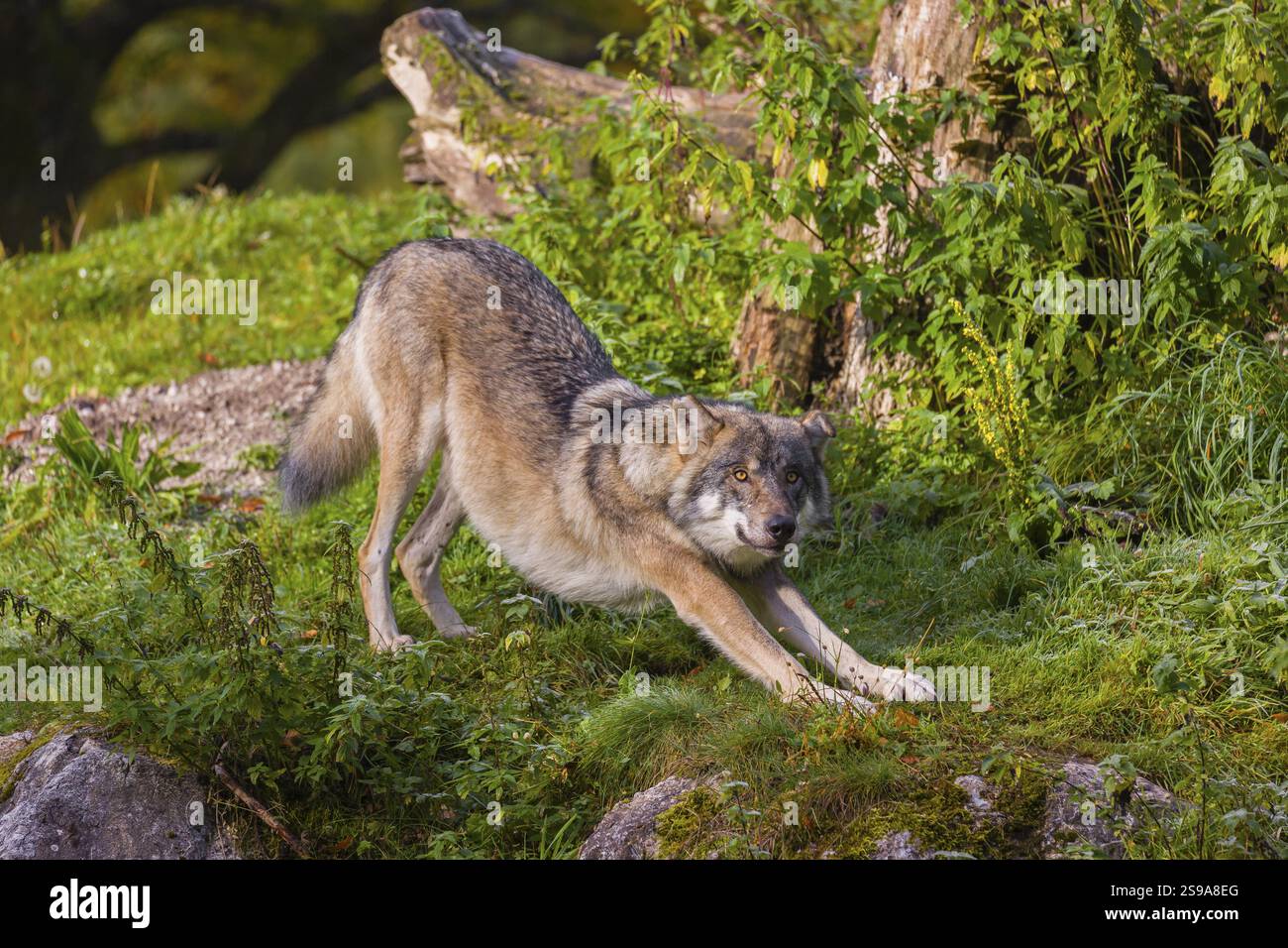 A eurasian gray wolf (Canis lupus lupus) stretches out on a meadow on a ...