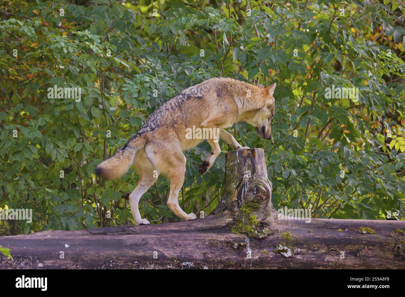A Eurasian gray wolf (Canis lupus lupus) walks on a forest edge over a ...