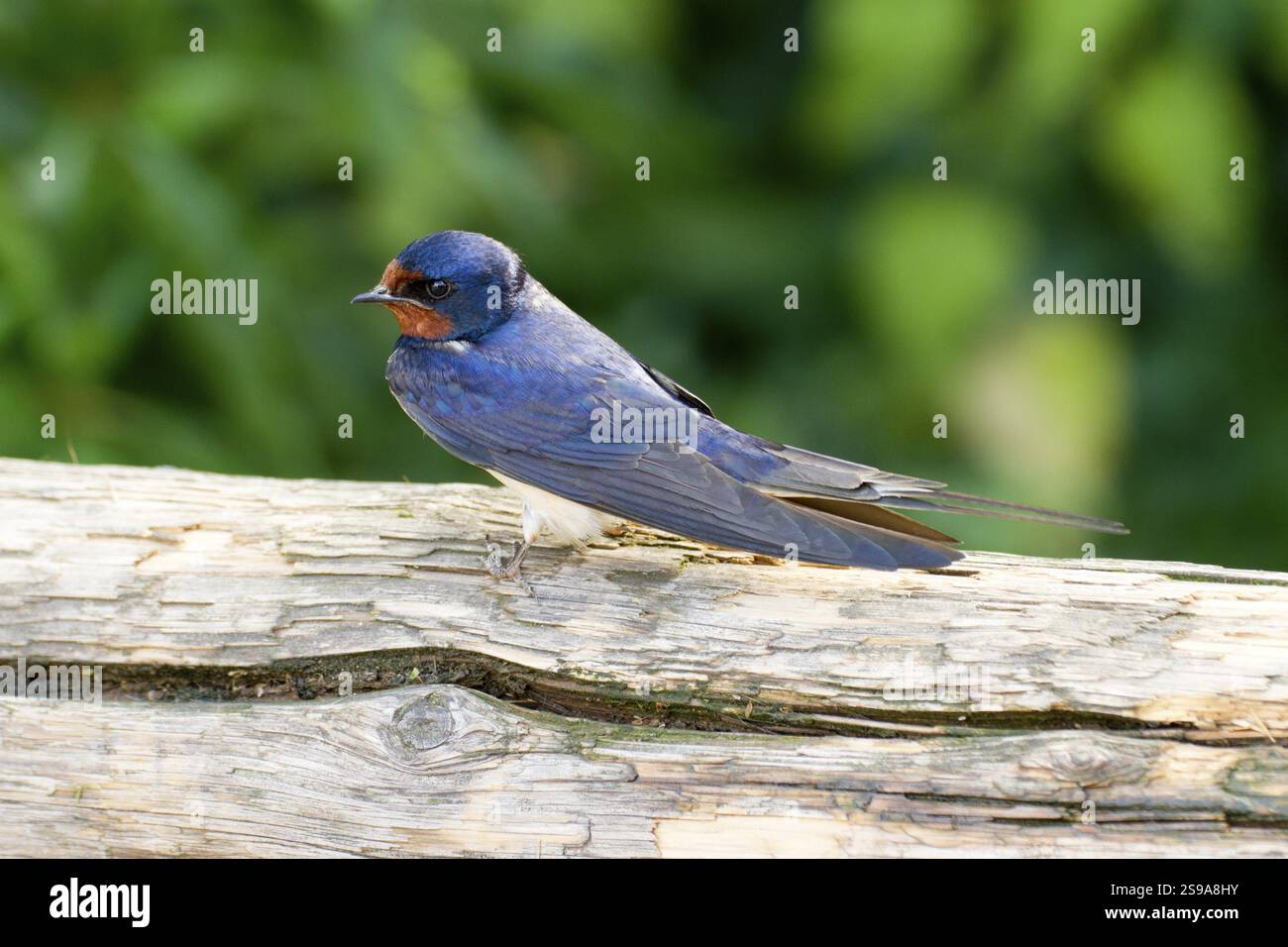 Barn Swallow Hirundo rustica, order Passeriformes, suborder Passeres ...