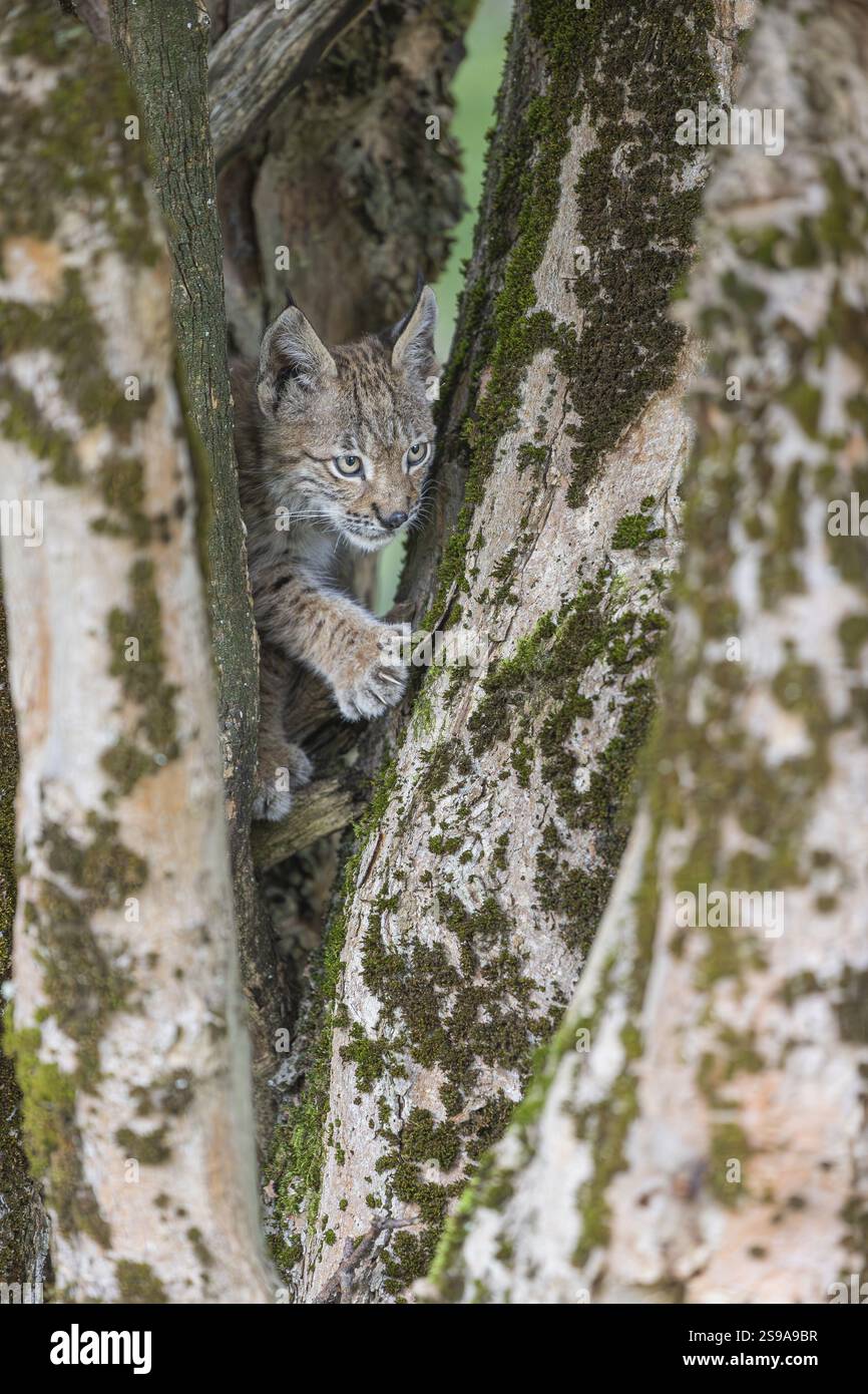 One young (10 weeks old) male Eurasian lynx, (Lynx lynx), climbing in a ...