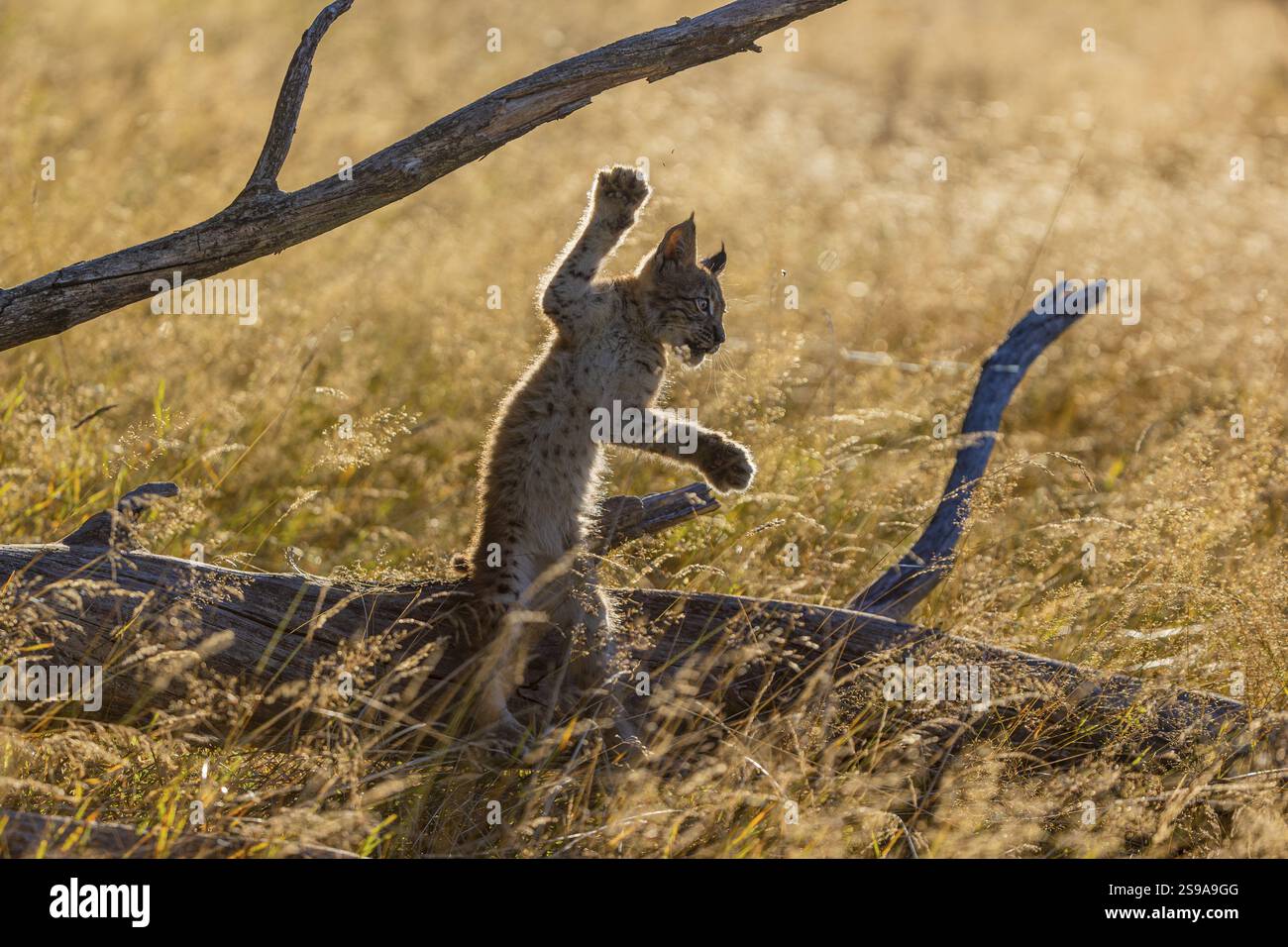 One young (10 weeks old) male Eurasian lynx, (Lynx lynx), falling down ...