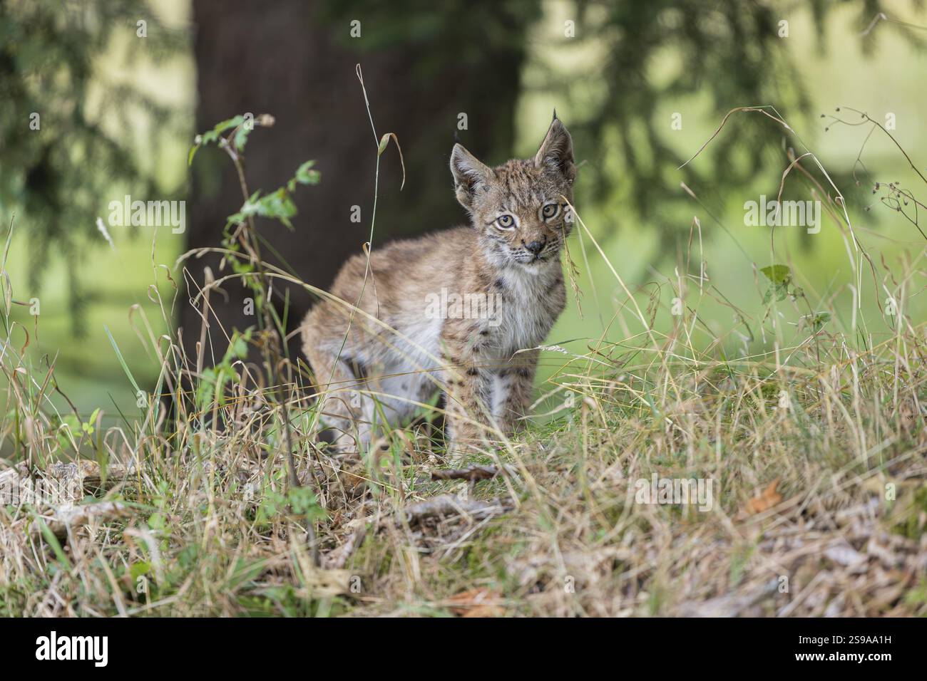 One young (10 weeks old) male Eurasian lynx, (Lynx lynx), standing at a ...