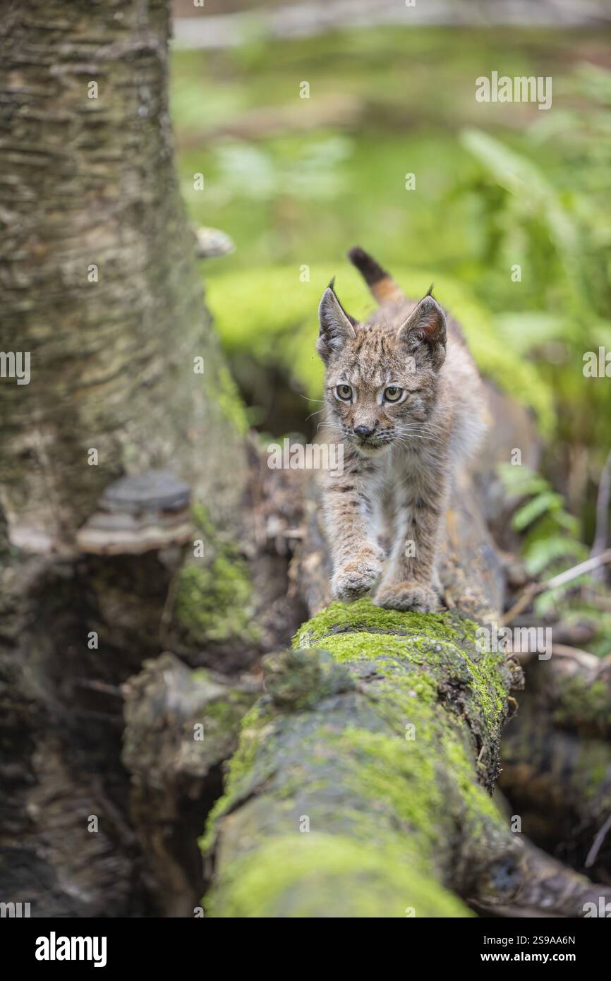 One young (10 weeks old) male Eurasian lynx, (Lynx lynx), crossing a ...