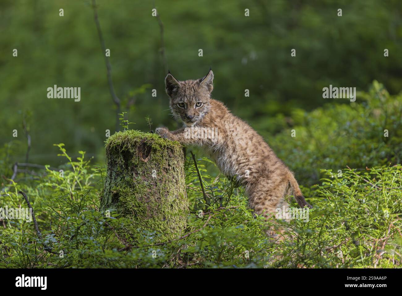 One young (10 weeks old) male Eurasian lynx, (Lynx lynx), standing ...