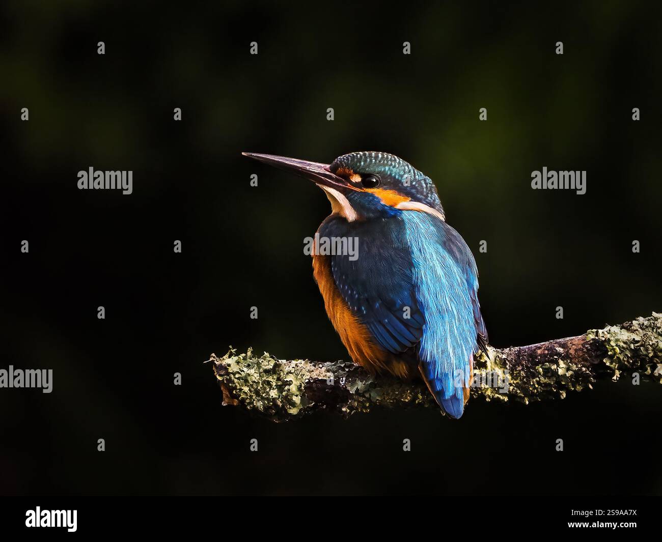 Kingfisher in Radiant Light Stock Photo - Alamy