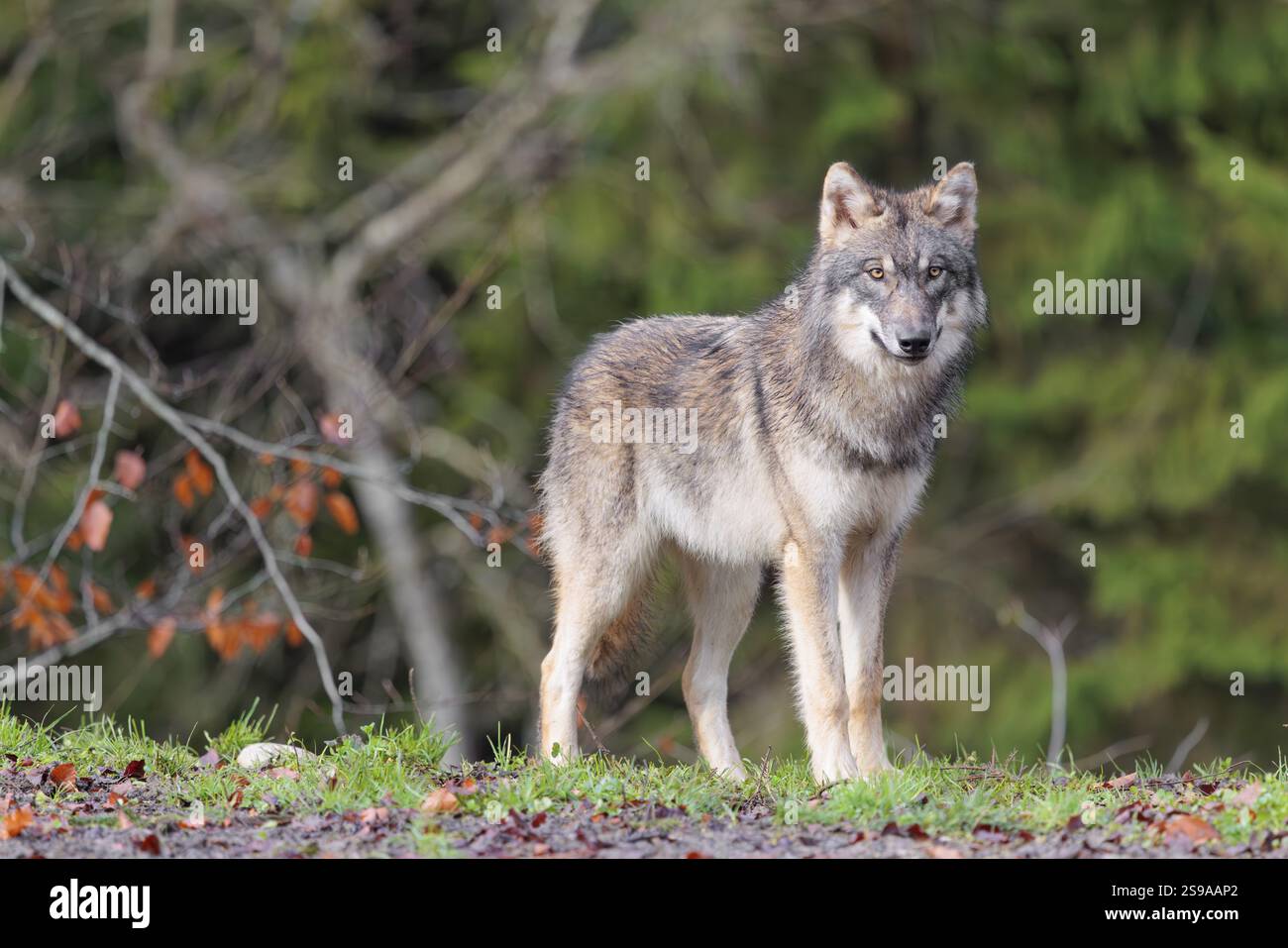 A young grey wolf (Canis lupus lupus) stands at the edge of the forest on a cloudy day and ...