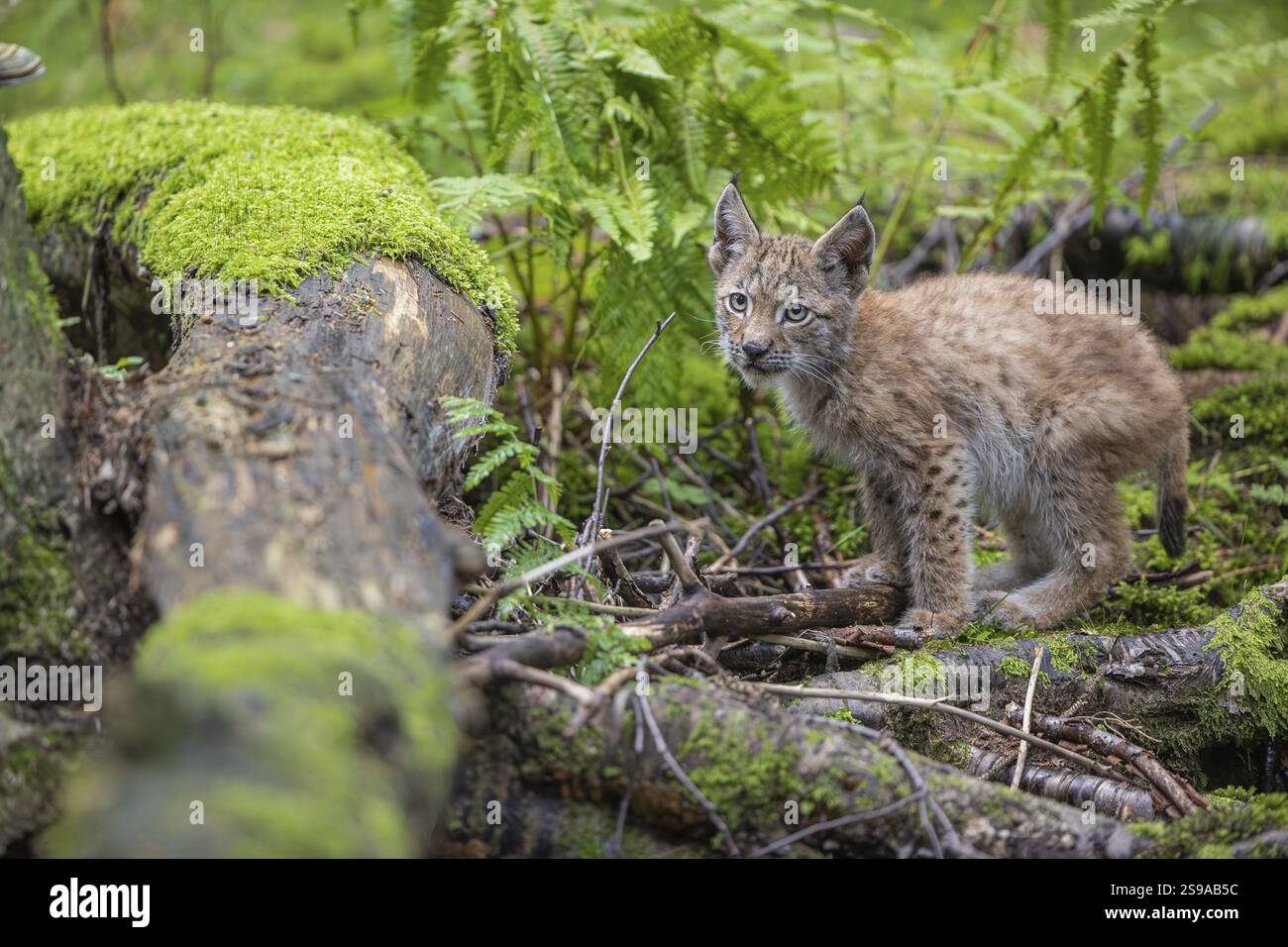 One young (10 weeks old) male Eurasian lynx, (Lynx lynx), crossing a ...
