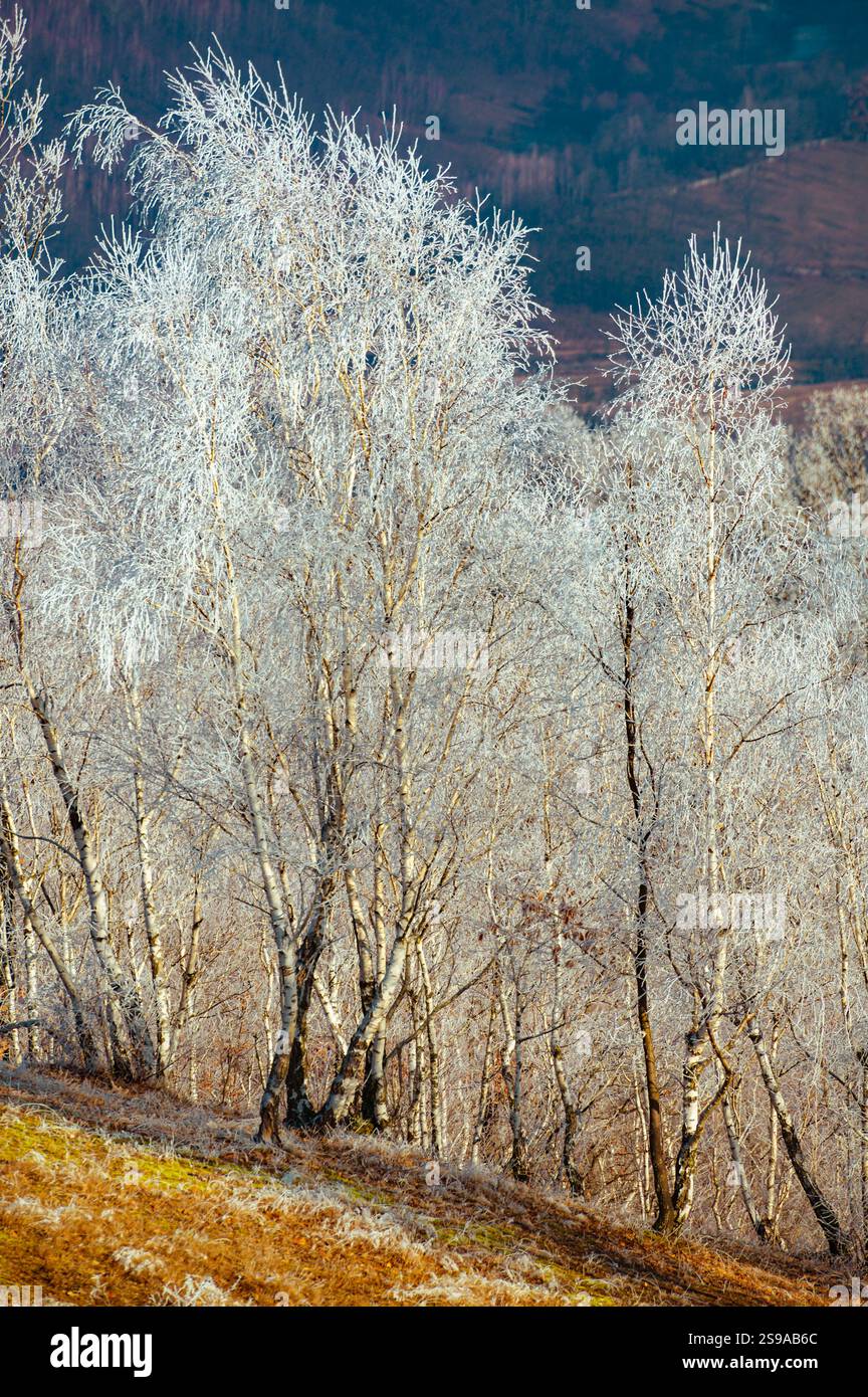 Frosted birches hi-res stock photography and images - Alamy