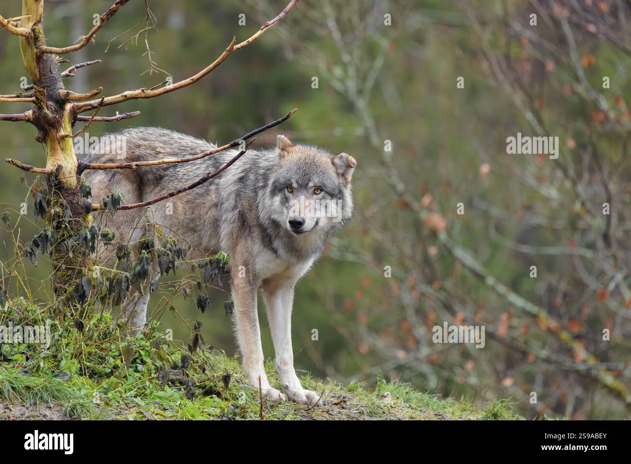 A male grey wolf (Canis lupus lupus) stands in a meadow behind a dead ...