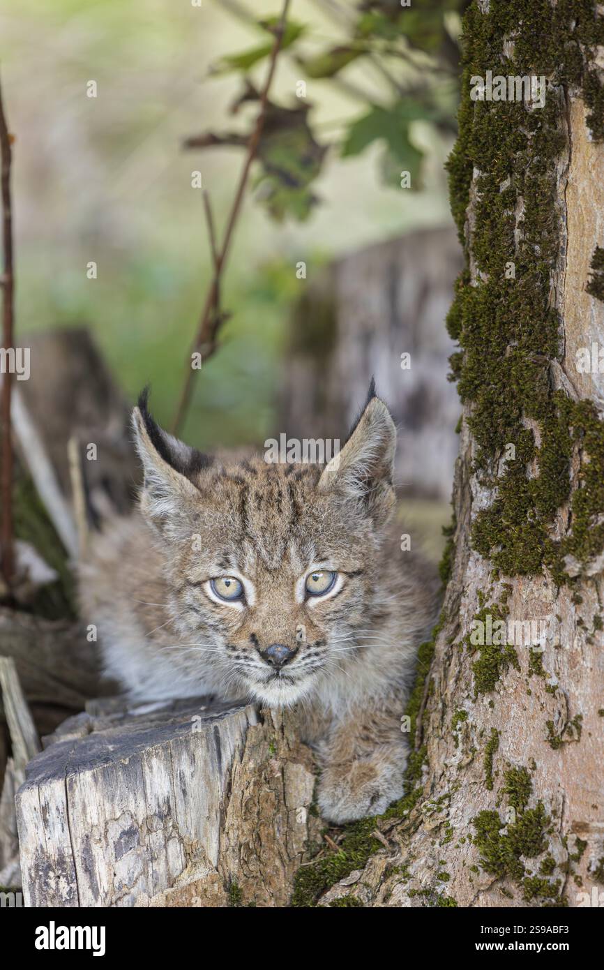 One young (10 weeks old) male Eurasian lynx, (Lynx lynx), resting in a ...