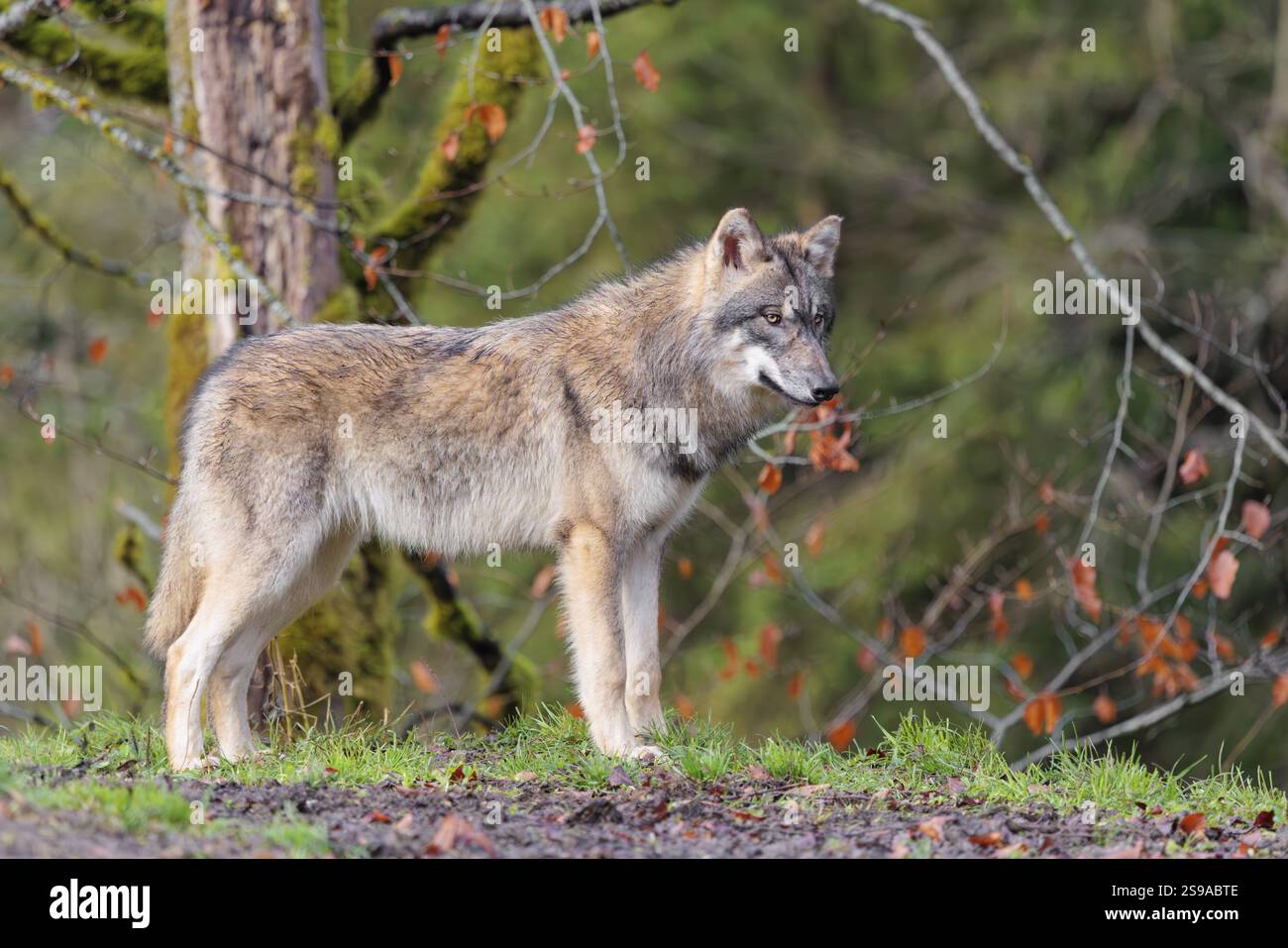 A young grey wolf (Canis lupus lupus) stands at the edge of the forest on a cloudy day and ...