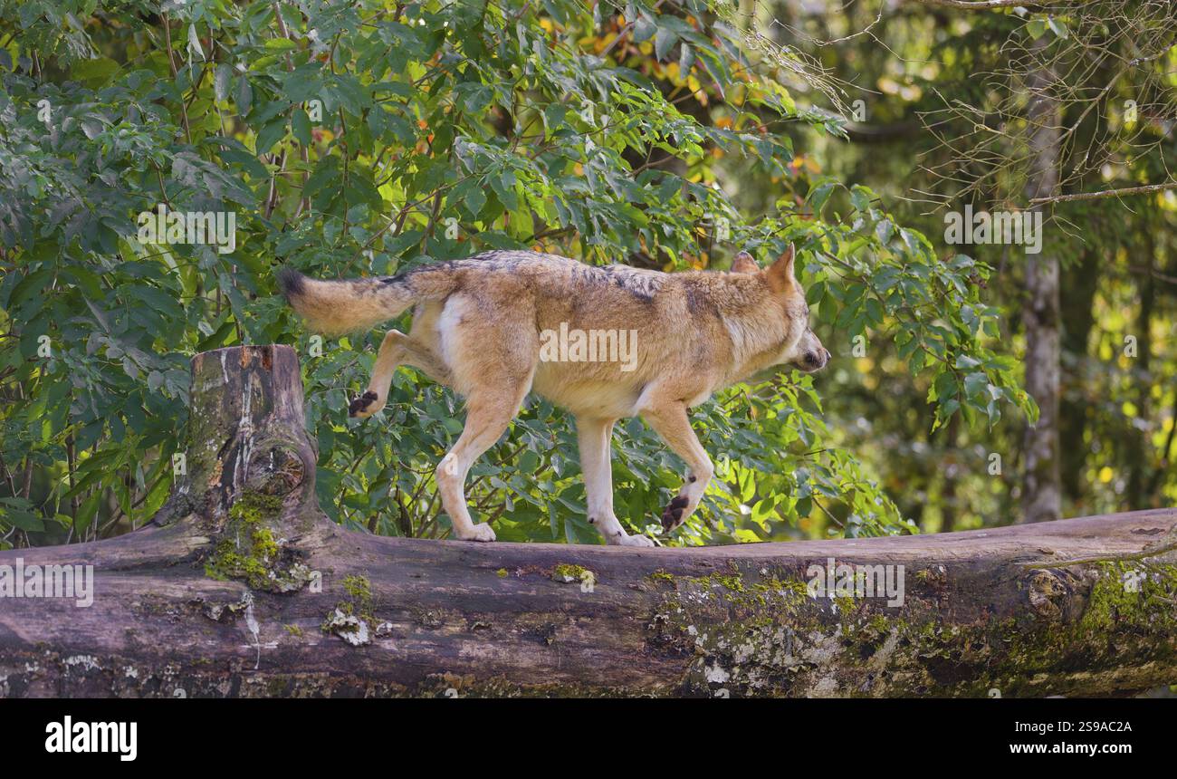 A Eurasian gray wolf (Canis lupus lupus) walks on a forest edge over a ...