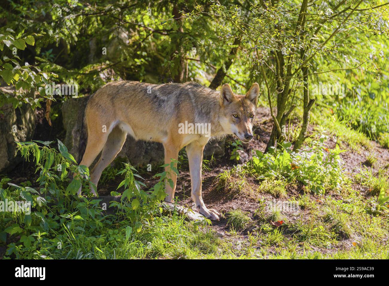 A female gray wolf (Canis lupus lupus) stands at the edge of a forest ...