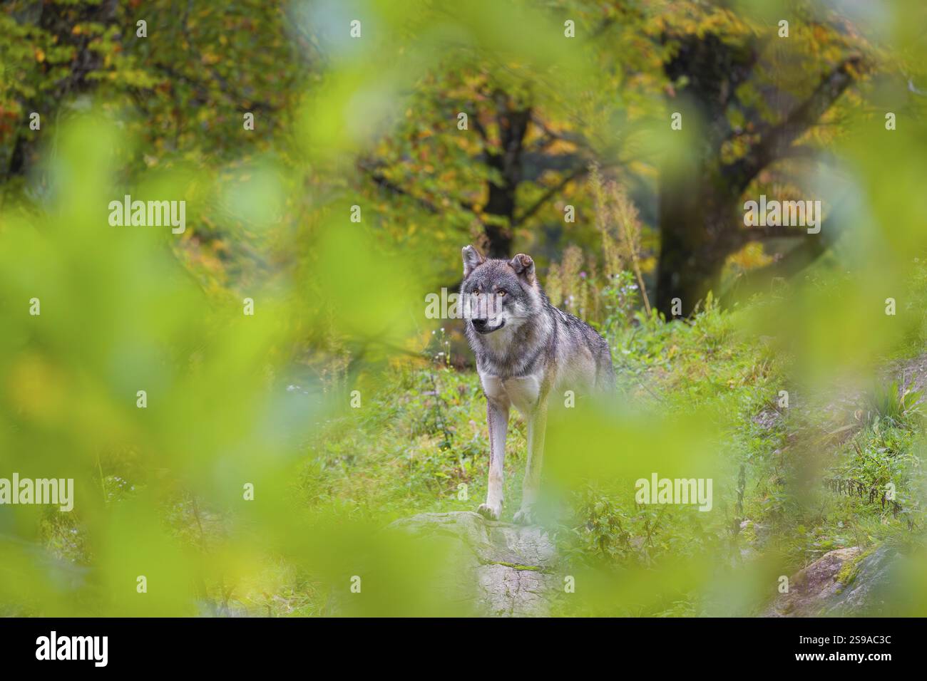 A Eurasian gray wolf (Canis lupus lupus) stands, framed by leaves, on a ...