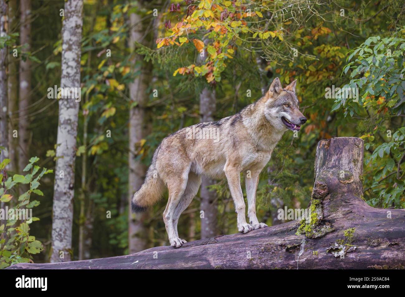 A Eurasian gray wolf (Canis lupus lupus) walks on a forest edge over a ...