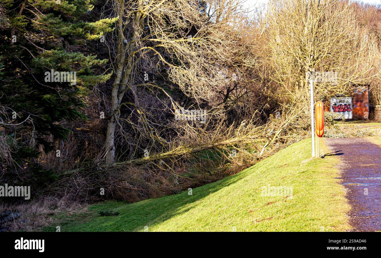 Tree blown over by storm eowyn scotland hi-res stock photography and ...