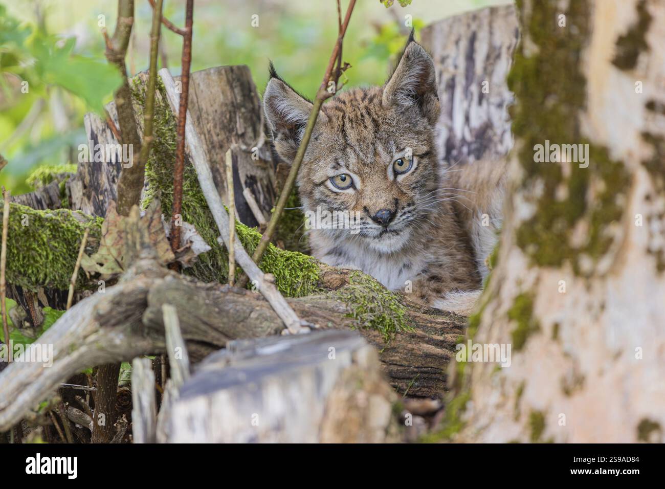 One young (10 weeks old) male Eurasian lynx, (Lynx lynx), resting in a ...