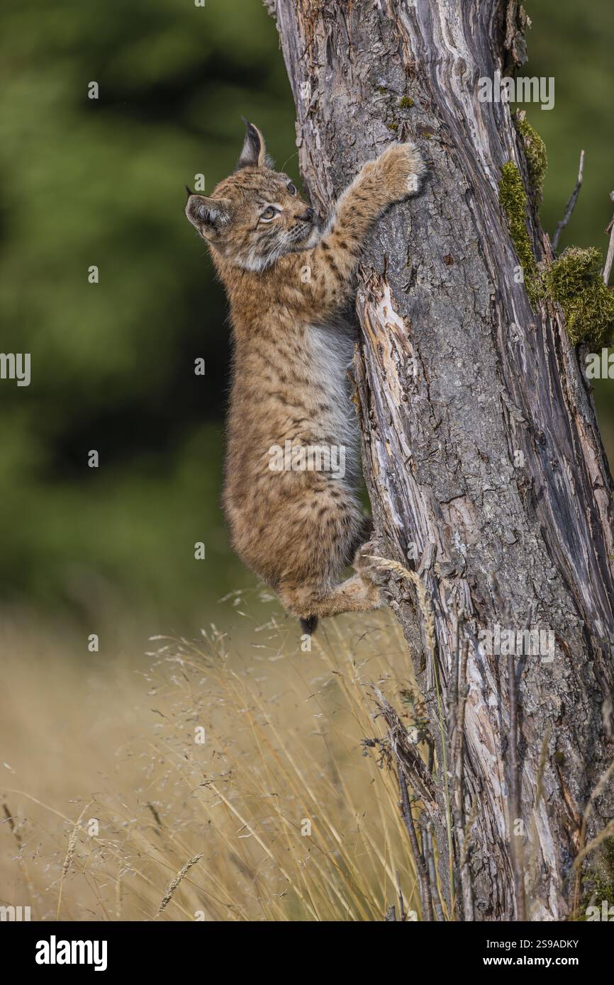 One young (10 weeks old) male Eurasian lynx, (Lynx lynx), climbing up a ...