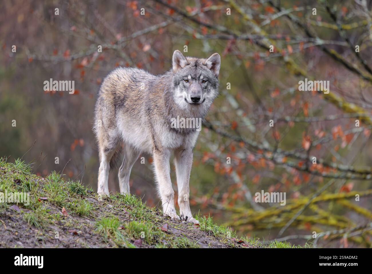 A young grey wolf (Canis lupus lupus) stands at the edge of the forest on a cloudy day and ...