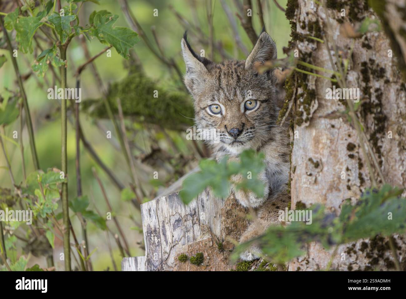 One young (10 weeks old) male Eurasian lynx, (Lynx lynx), resting in a ...