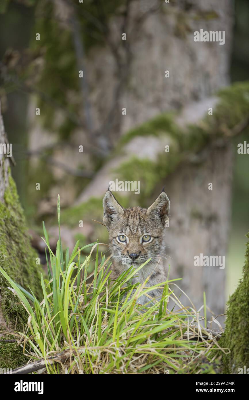 One young (10 weeks old) male Eurasian lynx, (Lynx lynx), resting and ...