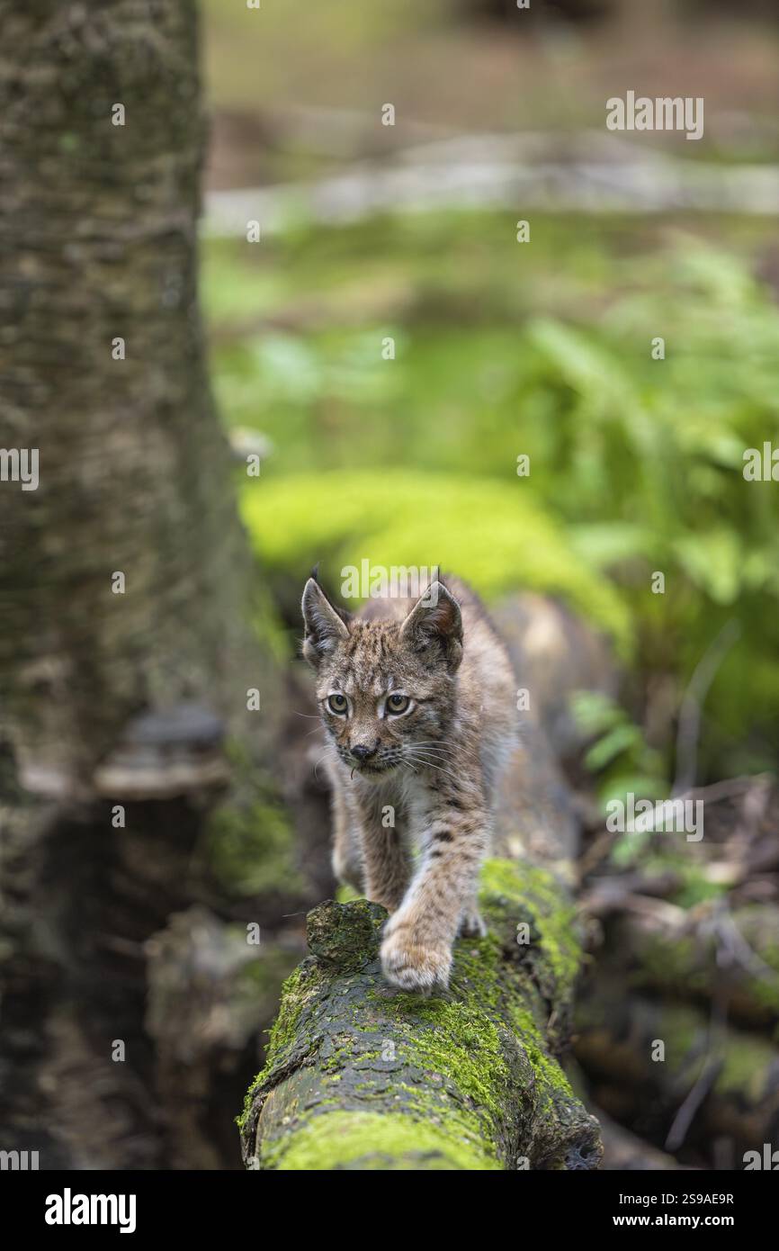 One young (10 weeks old) male Eurasian lynx, (Lynx lynx), crossing a ...