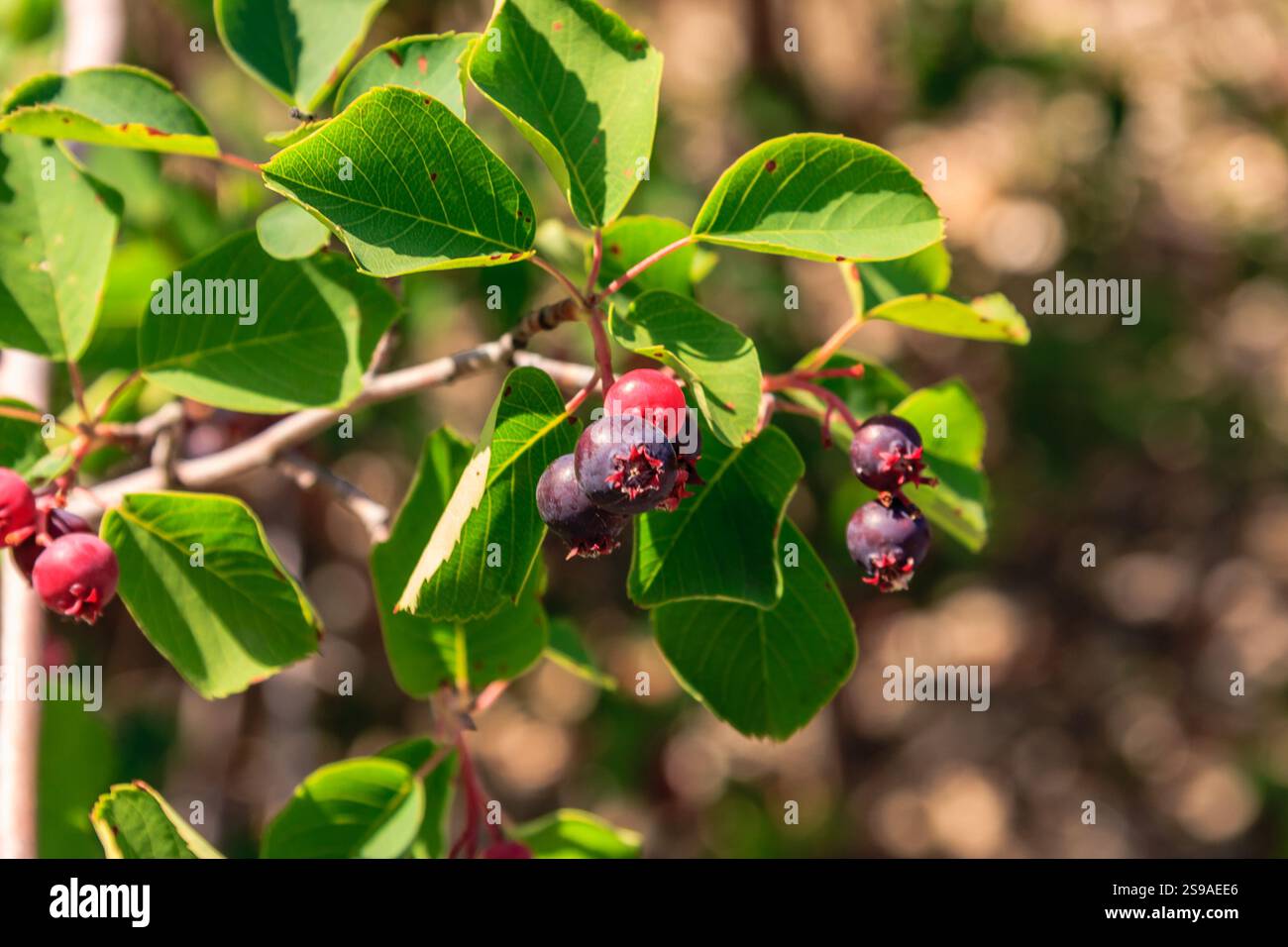 Saskatoon Berry plant and fruit Stock Photo - Alamy