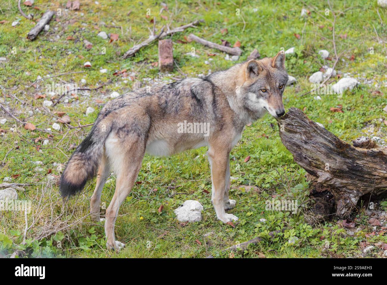 A young grey wolf (Canis lupus lupus) stands on a green meadow and ...