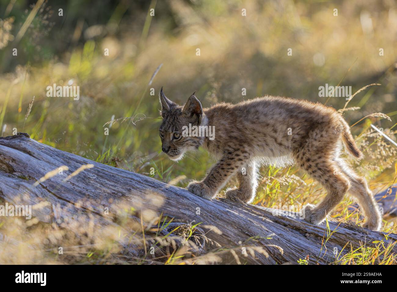 One young (10 weeks old) male Eurasian lynx, (Lynx lynx), walking over ...