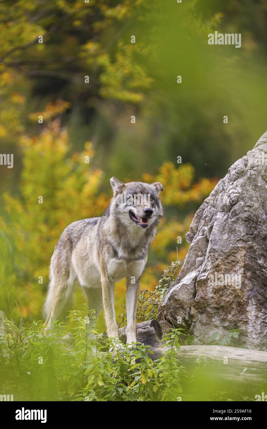 A Eurasian gray wolf (Canis lupus lupus) stands, framed by leaves, on a ...