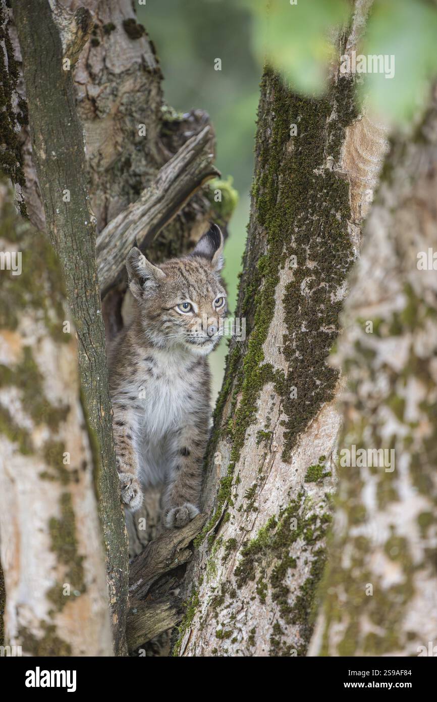 One young (10 weeks old) male Eurasian lynx, (Lynx lynx), climbing in a ...