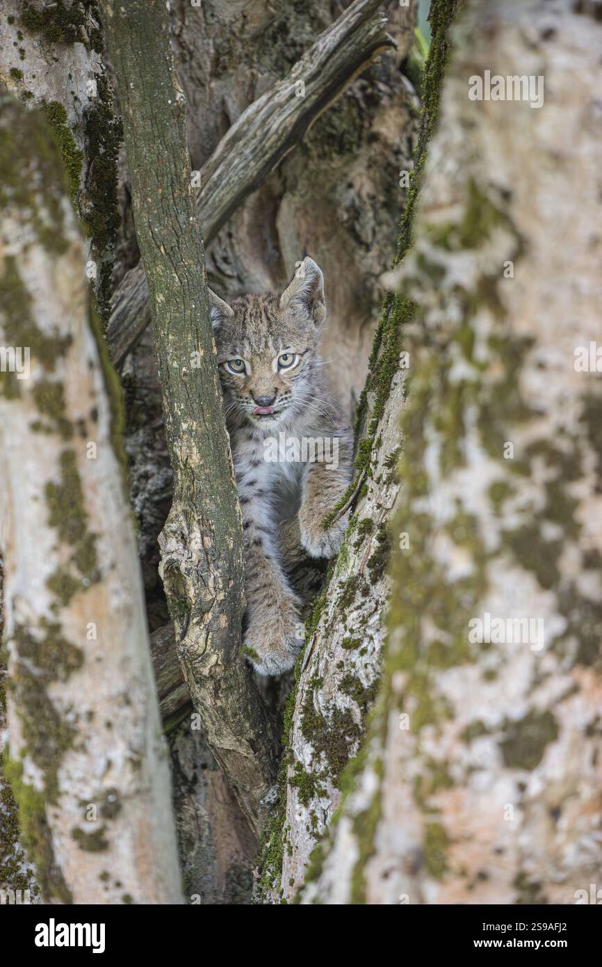 One young (10 weeks old) male Eurasian lynx, (Lynx lynx), climbing in a ...