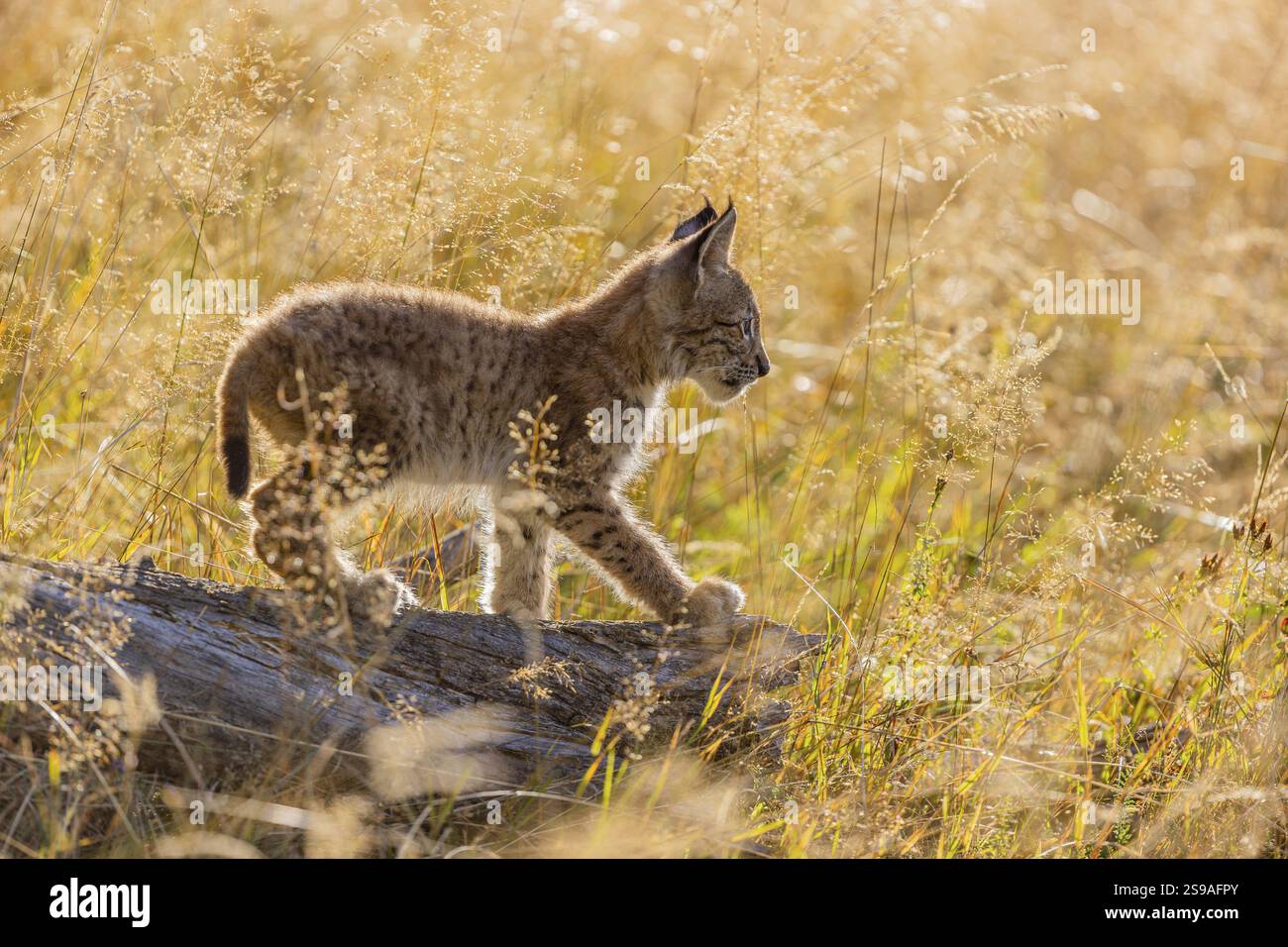 One young (10 weeks old) male Eurasian lynx, (Lynx lynx), walking over ...