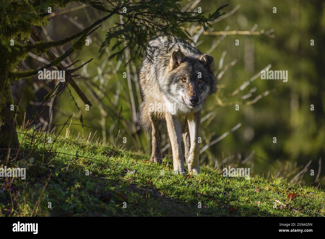 A eurasian gray wolf (Canis lupus lupus) stands on a hill between trees ...