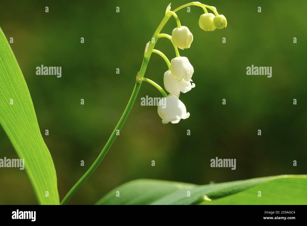 Lily of the valley (Convallaria majalis), order Asparagales, family ...